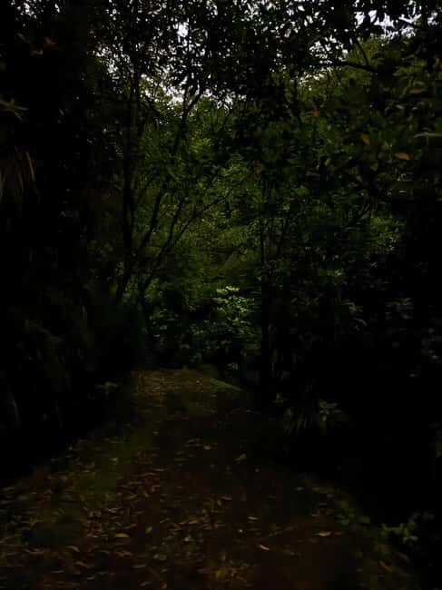 Auckland North Shore Glowworm Tour - The Journey Through Awaruku Reserve