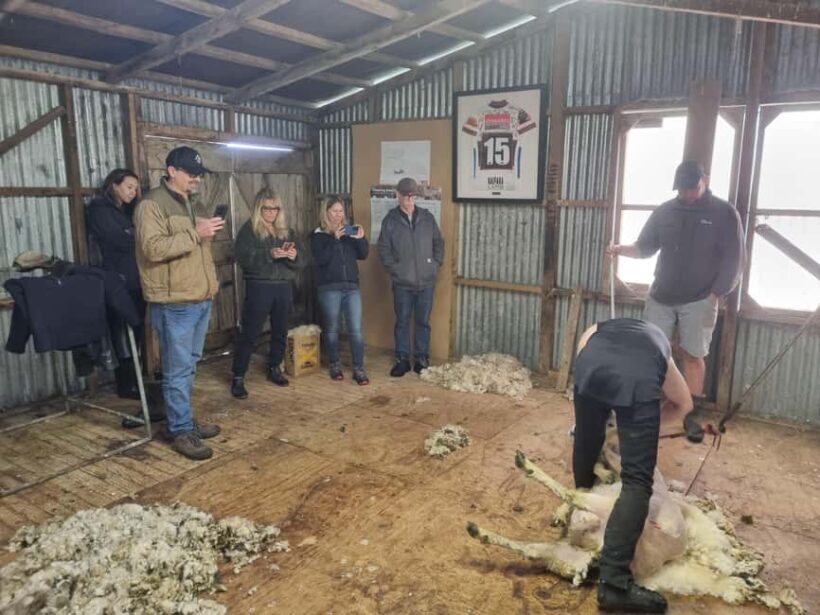 Auckland: Private Farm Tour with Sheep Shearing & Lunch - Key Points