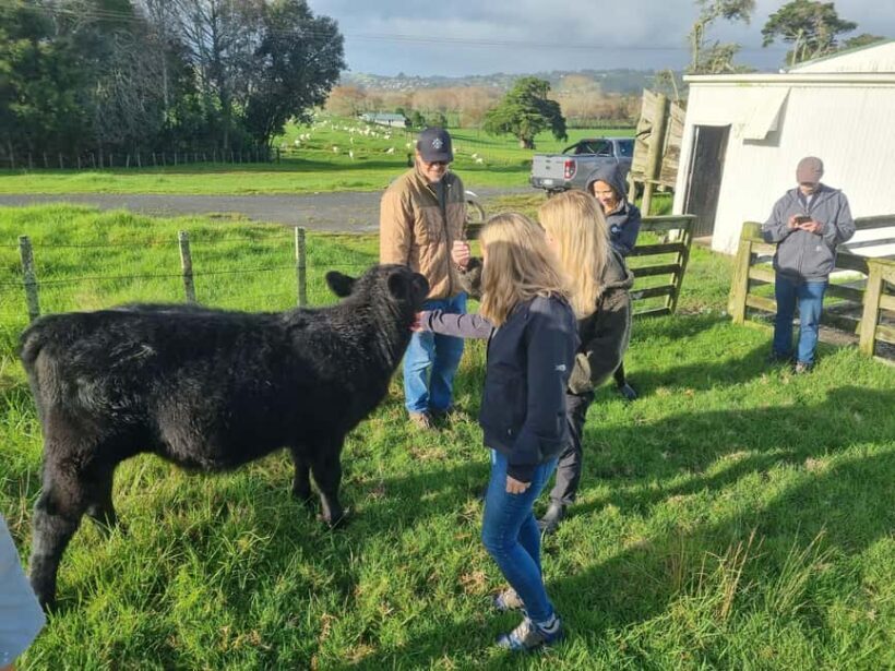 Auckland: Private Farm Tour with Sheep Shearing & Lunch - Practical Tips for Travelers