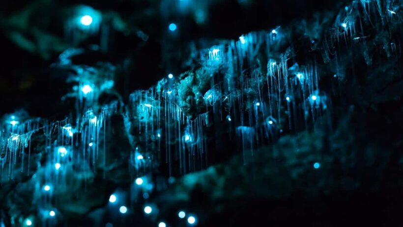 Auckland: Private Tour to Waitomo & Te Puia Valley - Key Points