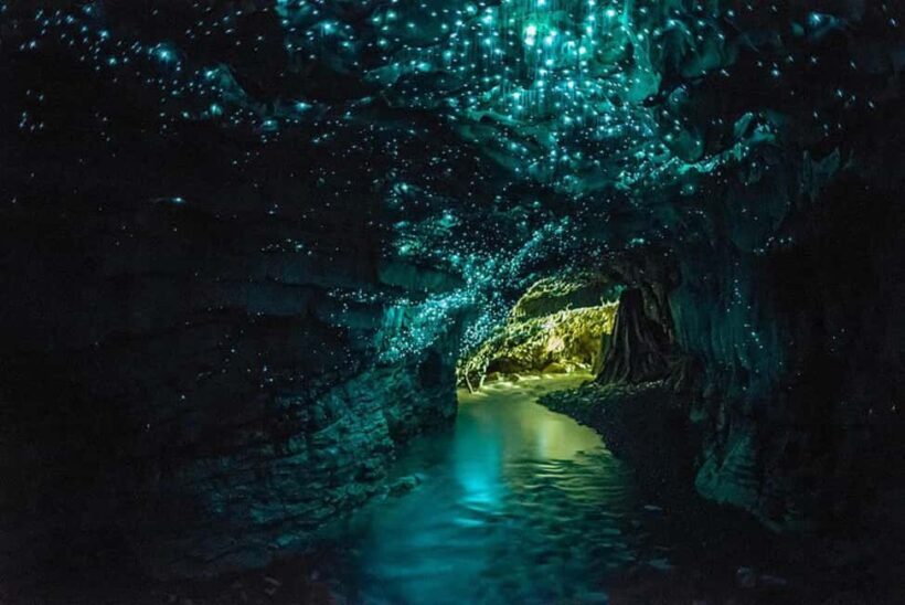 Auckland: Private Tour to Waitomo & Te Puia Valley - Introduction: Discovering New Zealand’s Hidden Treasures