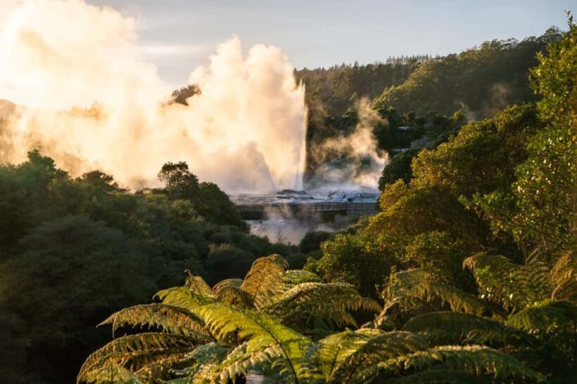 Auckland: Rotorua Highlights inc Te Puia Tour & Redwoods - A Full Day in a Compact Package
