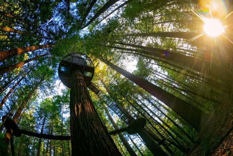 Auckland: Rotorua Highlights w Redwoods Treewalk & Hot Tubs - Key Points