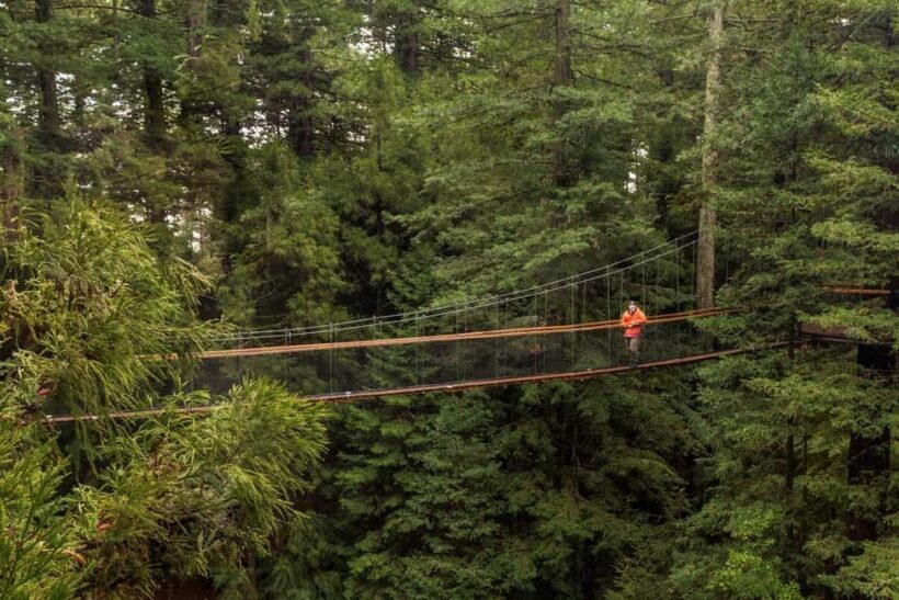 Auckland: Rotorua Highlights w Redwoods Treewalk & Hot Tubs - A Practical Overview of the Tour