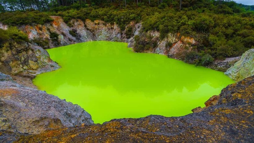 Auckland: Rotorua Highlights w WaiOTapu & Redwoods Treewalk - Key Points