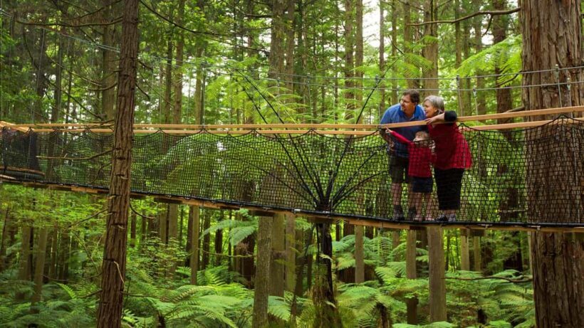 Auckland: Rotorua Highlights with Redwoods Treewalk & Spa - Key Points