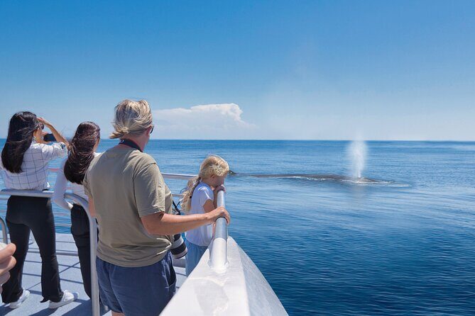 Auckland: Tikapa Moana Dolphin, Whale and Island Cruise - Key Points
