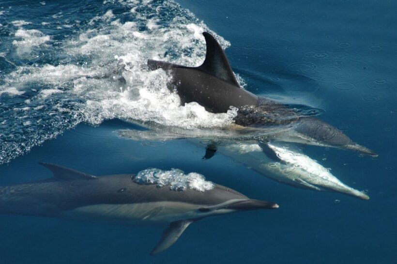 Auckland: Tikapa Moana Whales, Dolphins and Islands Cruise - Key Points