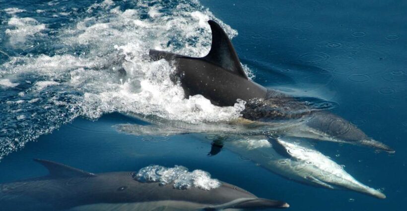 Auckland: Tikapa Moana Whales, Dolphins and Islands Cruise - Pricing and Value