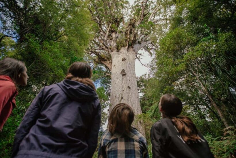 Auckland to Paihia via West Coast Small Group Tour (One Way) - Practical Aspects of the Tour