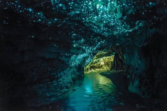 Auckland to Rotorua via Waitomo Caves Small Group Tour (One Way) - An In-Depth Look at the Tour Experience