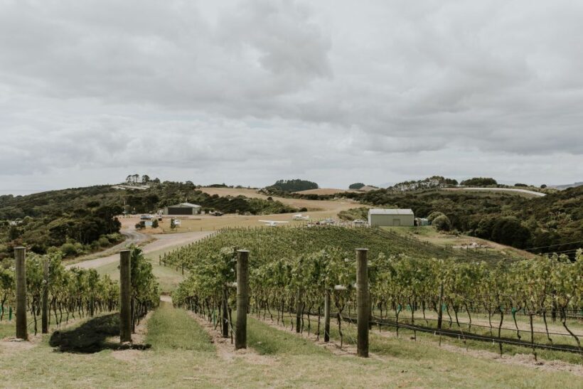 Auckland: Waiheke Island Wine and Food Tasting with Flights - Final Thoughts: Is It Worth It?