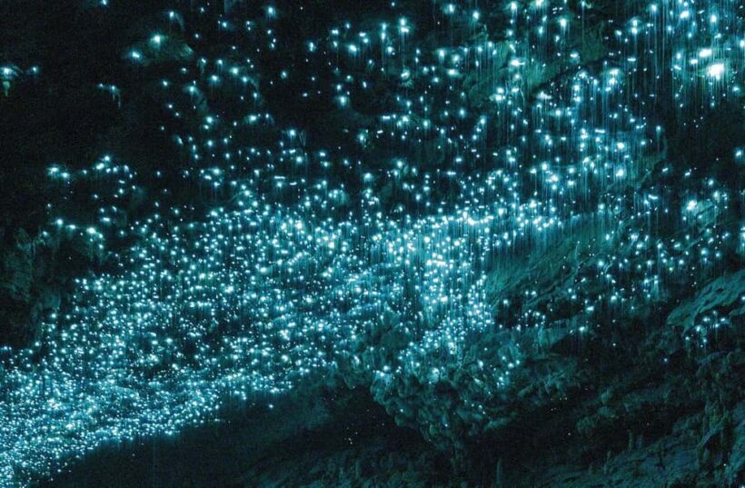 Auckland: Waitomo Glowworm Caves Explorer Small Group Tour - The Cave Experience: Stalactites, Stalagmites, and the Glowworms