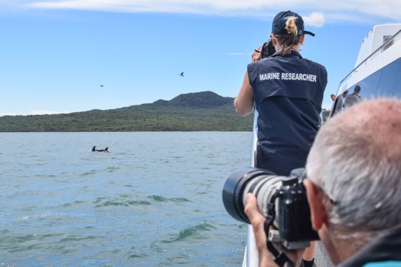 Auckland: Whale and Dolphin Watching Half-Day Eco Cruise - Key Points