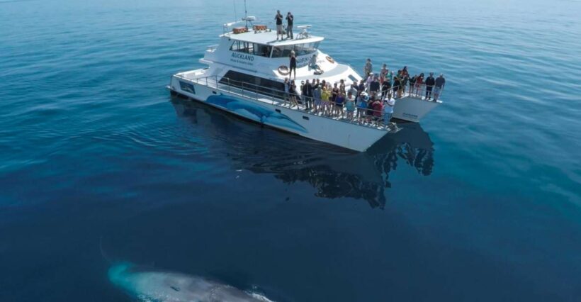 Auckland: Whale and Dolphin Watching Half-Day Eco Cruise - A Practical Overview of the Experience