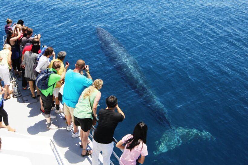 Auckland: Whale and Dolphin Watching Half-Day Eco Cruise - Final Thoughts