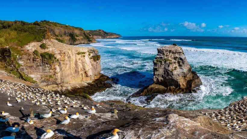 Auckland: Wild West Coast, Black Sand Beaches Tour inc Lunch - Auckland’s Wild West Coast, Black Sand Beaches Tour inc Lunch — A Detailed Review