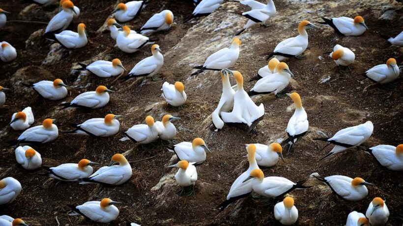Auckland: Wild West Coast, Black Sand Beaches Tour inc Lunch - Who Will Love This Tour?