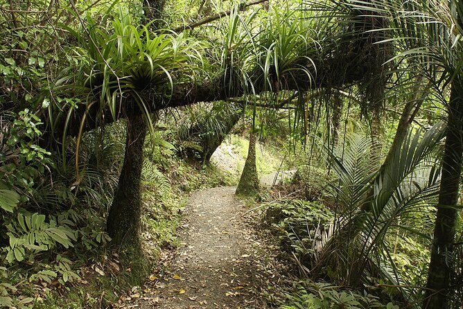 Auckland's Wild West Coast & Black Sand Beaches Tour inc Lunch - Practical Tips for Travelers