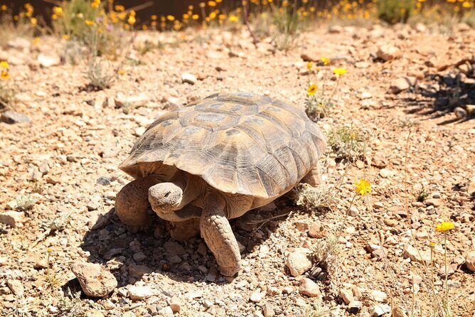 Audio Driving Tour: Grand Canyon West, Hoover Dam Red Rock Canyon - Who Will Love This Tour?