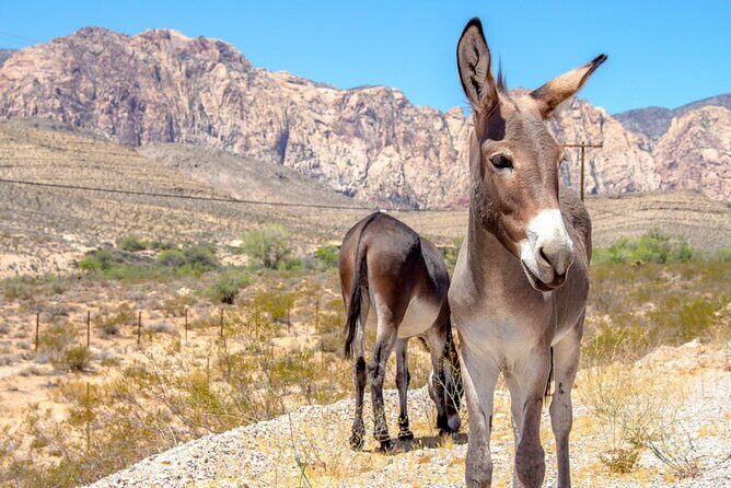 Audio Driving Tour: Grand Canyon West, Hoover Dam Red Rock Canyon - FAQs