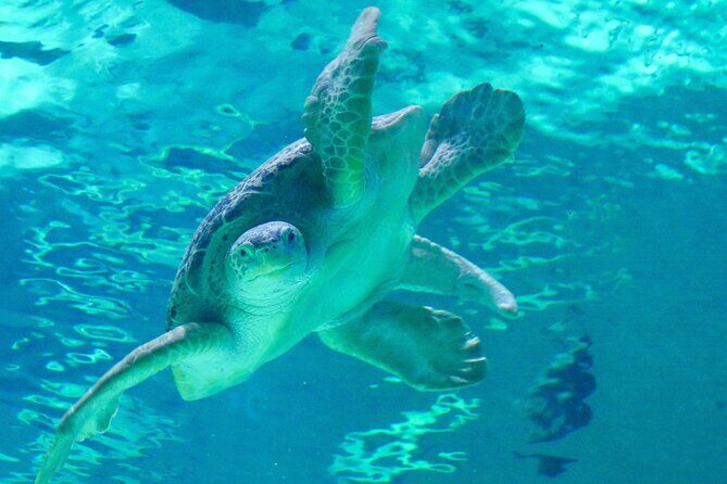 Audubon Aquarium & Insectarium Ticket - Who Should Visit?