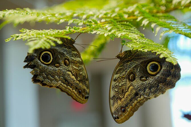 Audubon Aquarium & Insectarium Ticket - The Sum Up