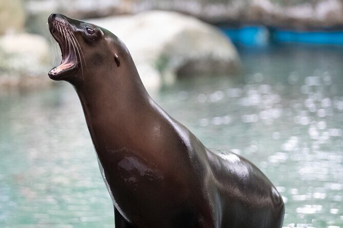 Audubon Zoo Ticket - An In-Depth Look at the Audubon Zoo Ticket Experience