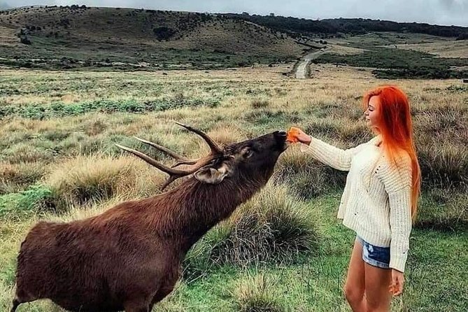 August Kandy Festive Tour - FAQs