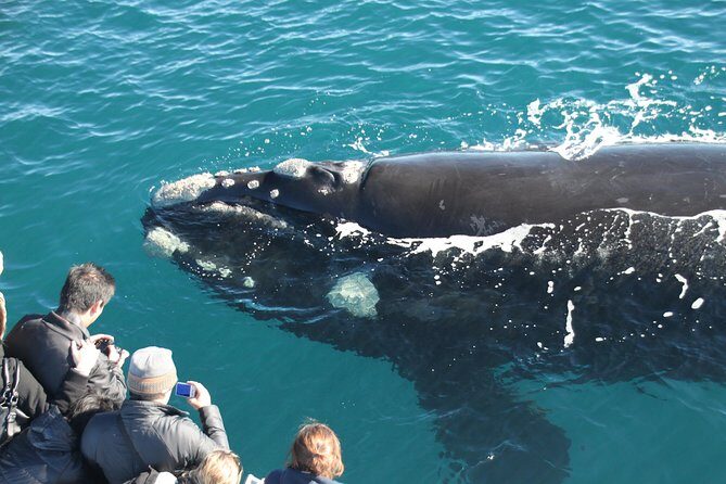 Augusta Whale Watching Eco Tour - Key Points