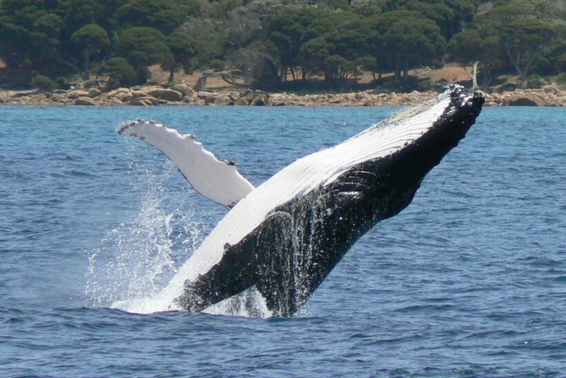 Augusta: Whale Watching Tour - Key Points