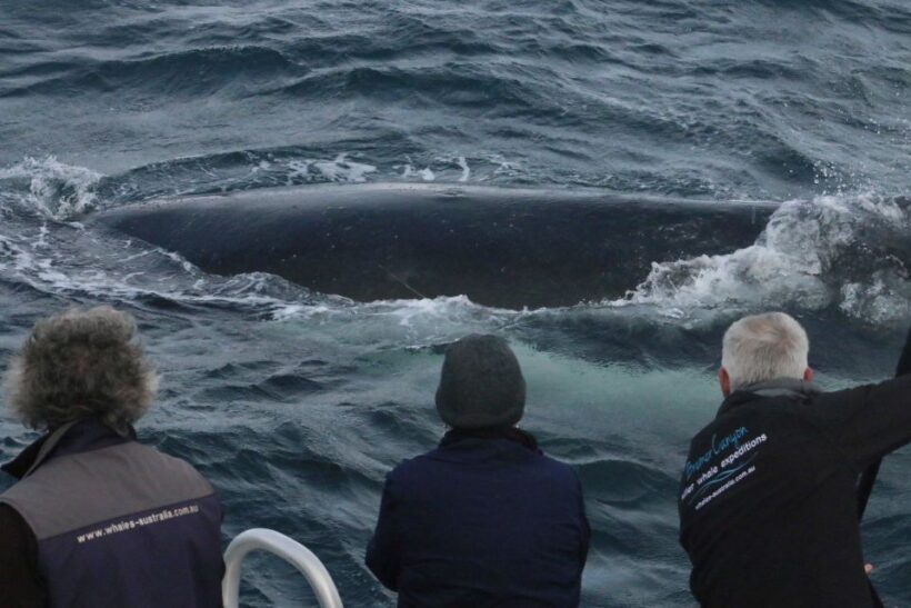 Augusta: Whale Watching Tour - A Deep Dive into the Augusta Whale Watching Experience