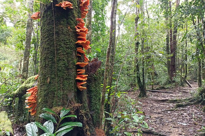 Aural Mountain Trek: Cambodia Tallest Peak Challenge - FAQ