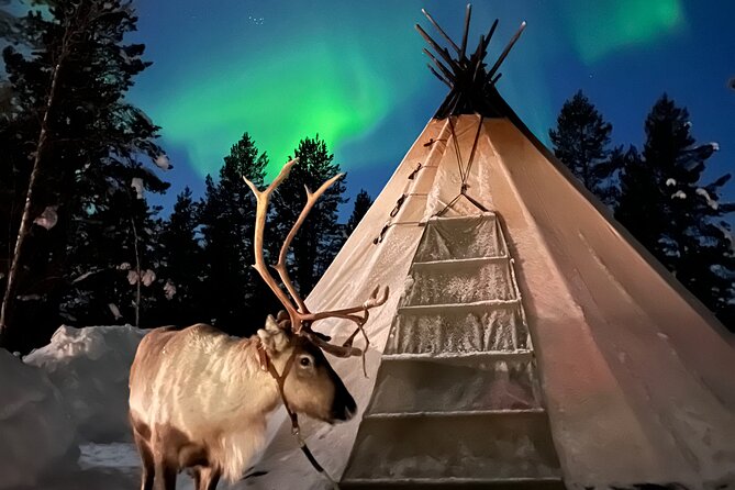 Aurora Hunting With Reindeer Caravan - Activities and Experiences