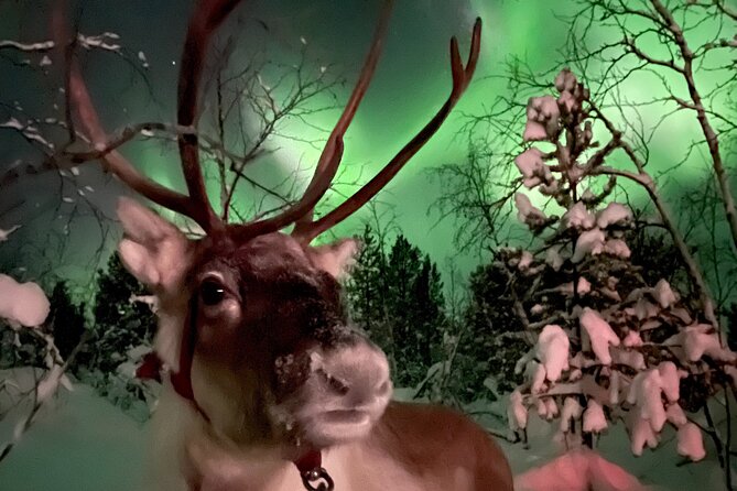 Aurora Hunting With Reindeer Caravan - Transportation and Pickup