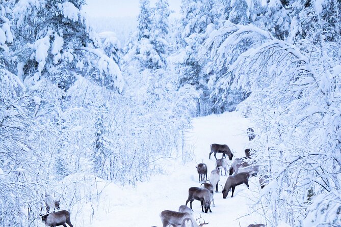 Aurora Hunting With Reindeer Caravan - Guest Feedback and Testimonials