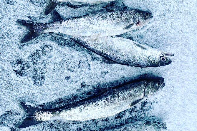 "Aurora Ice" - Ice Fishing & Salmon Dinner Tour - An Authentic Arctic Adventure in Fairbanks