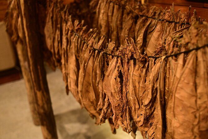 Aurora Premium Sensory Tasting Pairing, and Fine Cigar Experience - An Overview of What You Can Expect