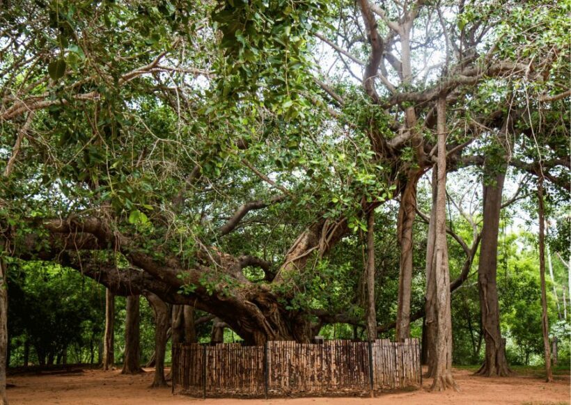 Auroville Guided Walking Tour - Practical Tips for Your Visit