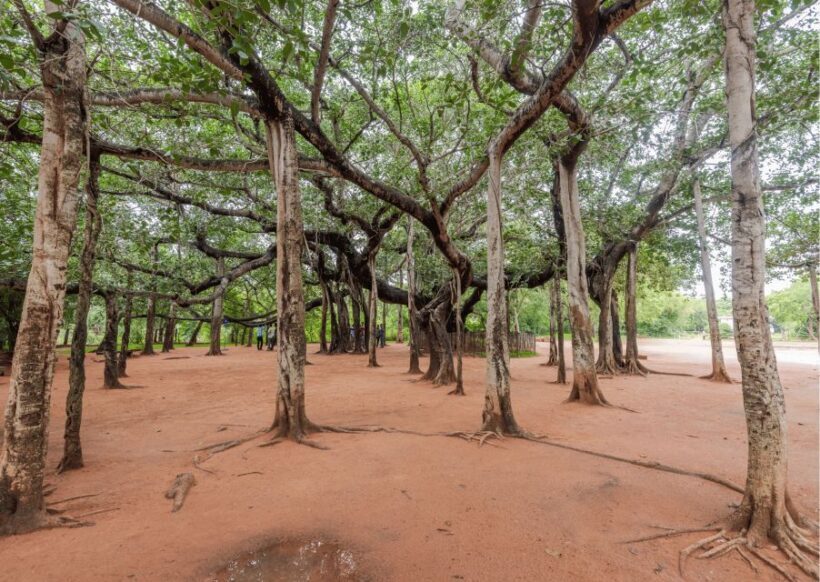 Auroville Guided Walking Tour - Who Should Consider This Tour?