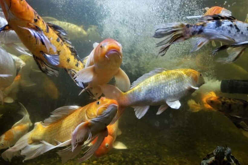 Austin Aquarium Entry Ticket - Who Will Benefit Most