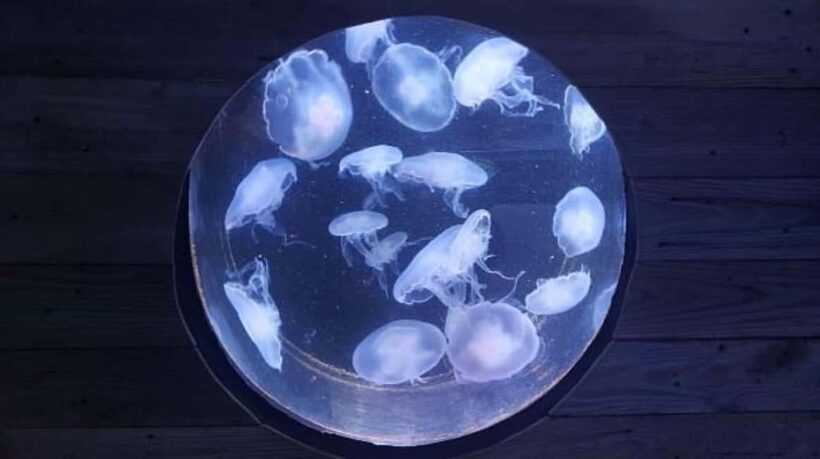 Austin Aquarium Entry Ticket - Frequently Asked Questions
