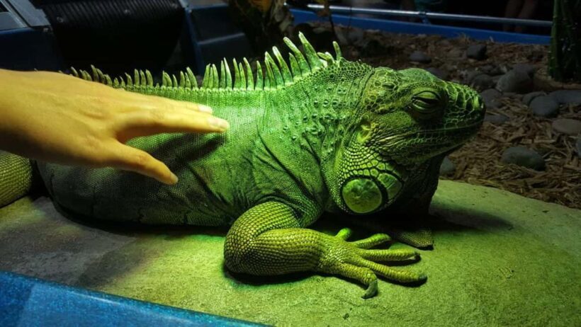 Austin Aquarium Entry Ticket - Final thoughts
