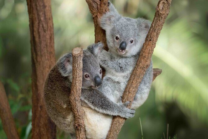 Australia Zoo Transfer from Noosa and Sunshine Coast - The Comfort of Hassle-Free Transport