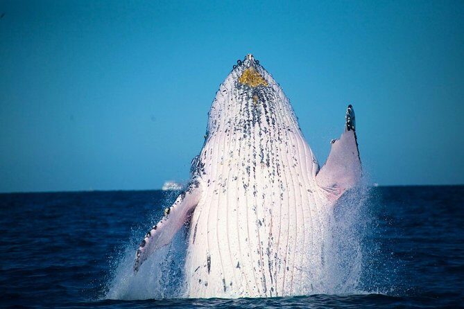 Australia Zoo Transfer from Noosa and Sunshine Coast - Points to Consider