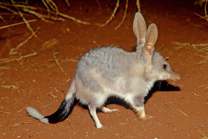 Australian Animal Night Safari - Key Points