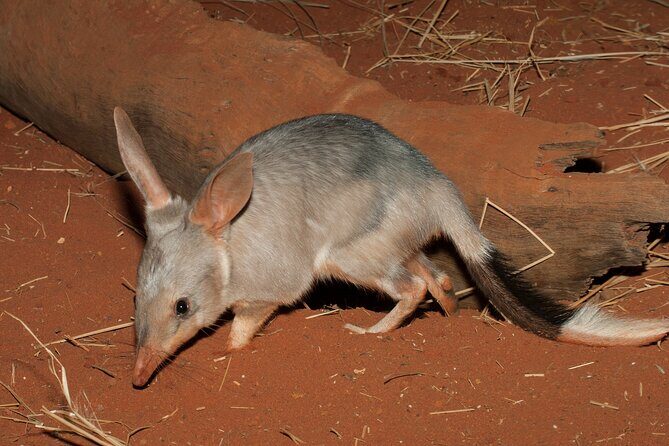 Australian Animal Night Safari - The Scenic Drive and the Picnic Dinner