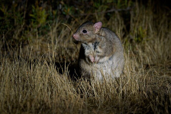 Australian Animal Night Safari - FAQ
