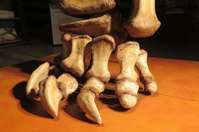Australian Dinosaur Giants Tour - Practical Details and Tips