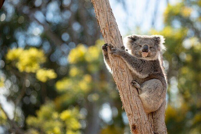 Australian Experience at Werribee Open Range Zoo - excl. entry - In-Depth Review of the Experience